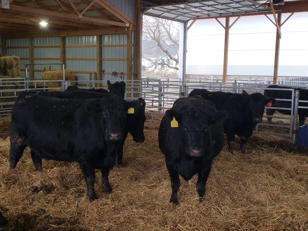 Angus Cattle - Maple Side Farm